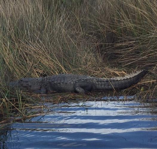 ‘My gator is cuter than yours’ | News Archives | yoursun.com