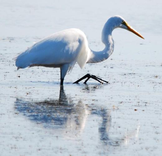 Birds hunting and gorging | News Archives | yoursun.com