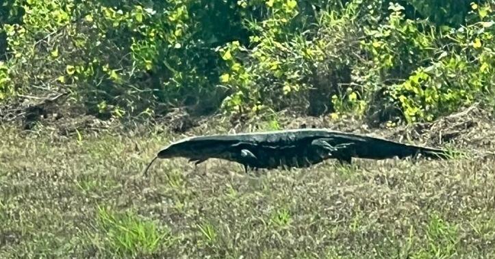 WITH VIDEO: Massive monitor lizard spotted in North Port | News ...