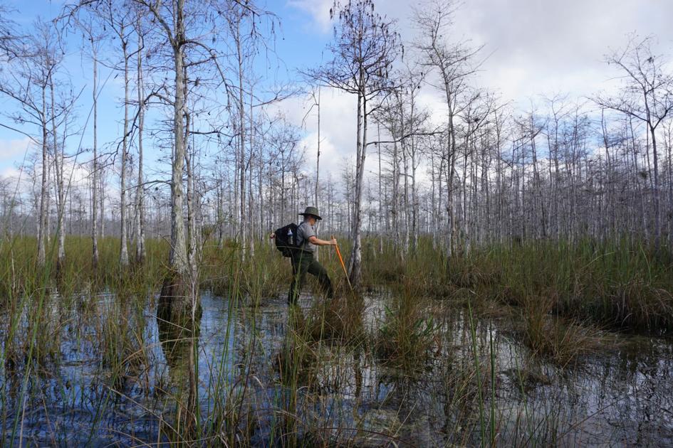 Exploring Big Cypress National Preserve | Features | yoursun.com