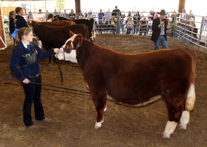 Charlotte Fair Steer show takes place | News Archives | yoursun.com