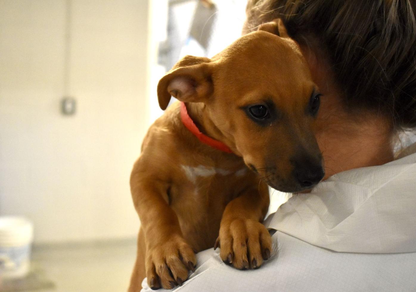 Puerto Rican dogs arrive in Port Charlotte | Charlotte Sun | yoursun.com