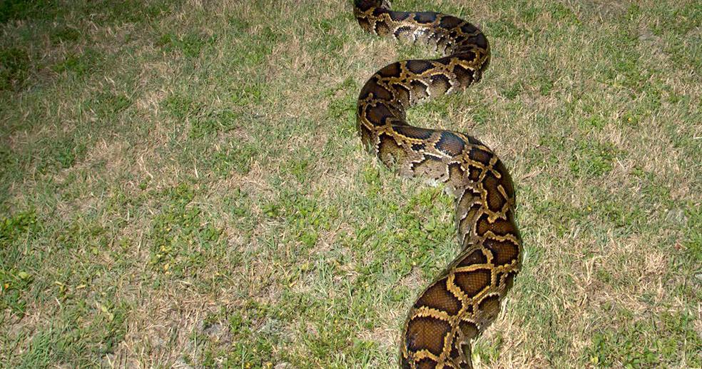 Python hunt draws legal challenge | Waterline | yoursun.com