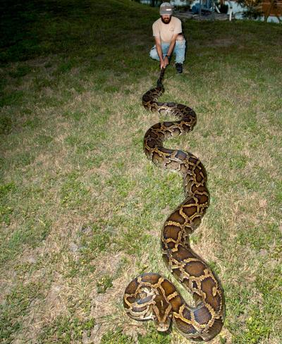 Python hunt draws legal challenge | Waterline | yoursun.com