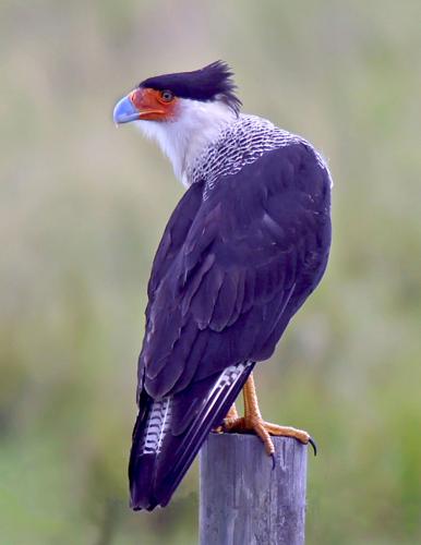 long legged falcon