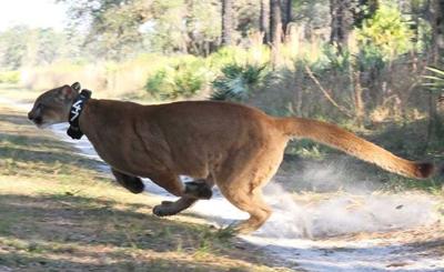 Florida panther is‘Back from the Brink’ | News Archives | yoursun.com