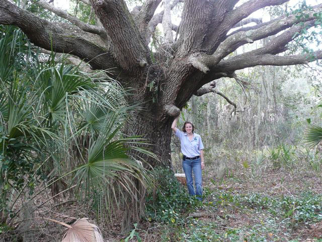 Disagreement over Charlotte’s tree law enforcement | News Archives ...