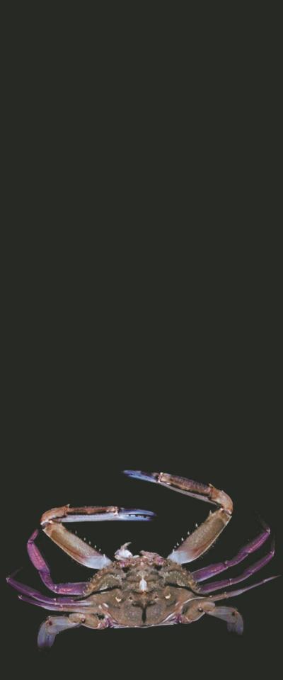 Get to know the pass crab | Waterline | yoursun.com