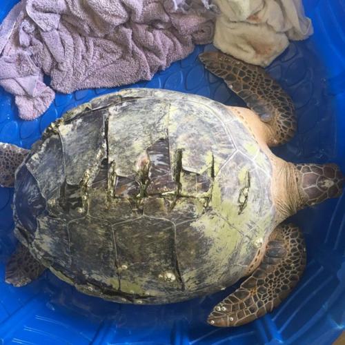 Creating a turtle protection zone | News | yoursun.com