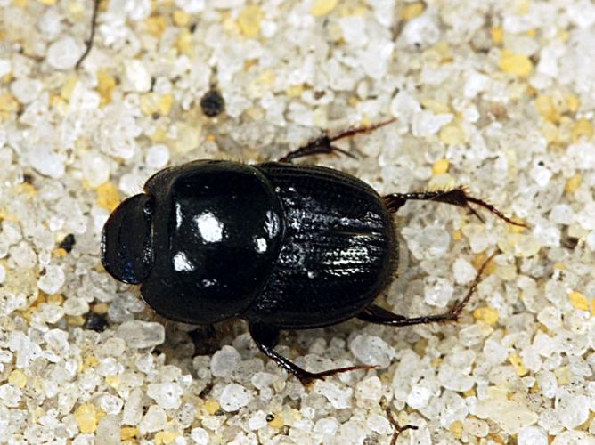 A big batch of beetles | Sebring | yoursun.com