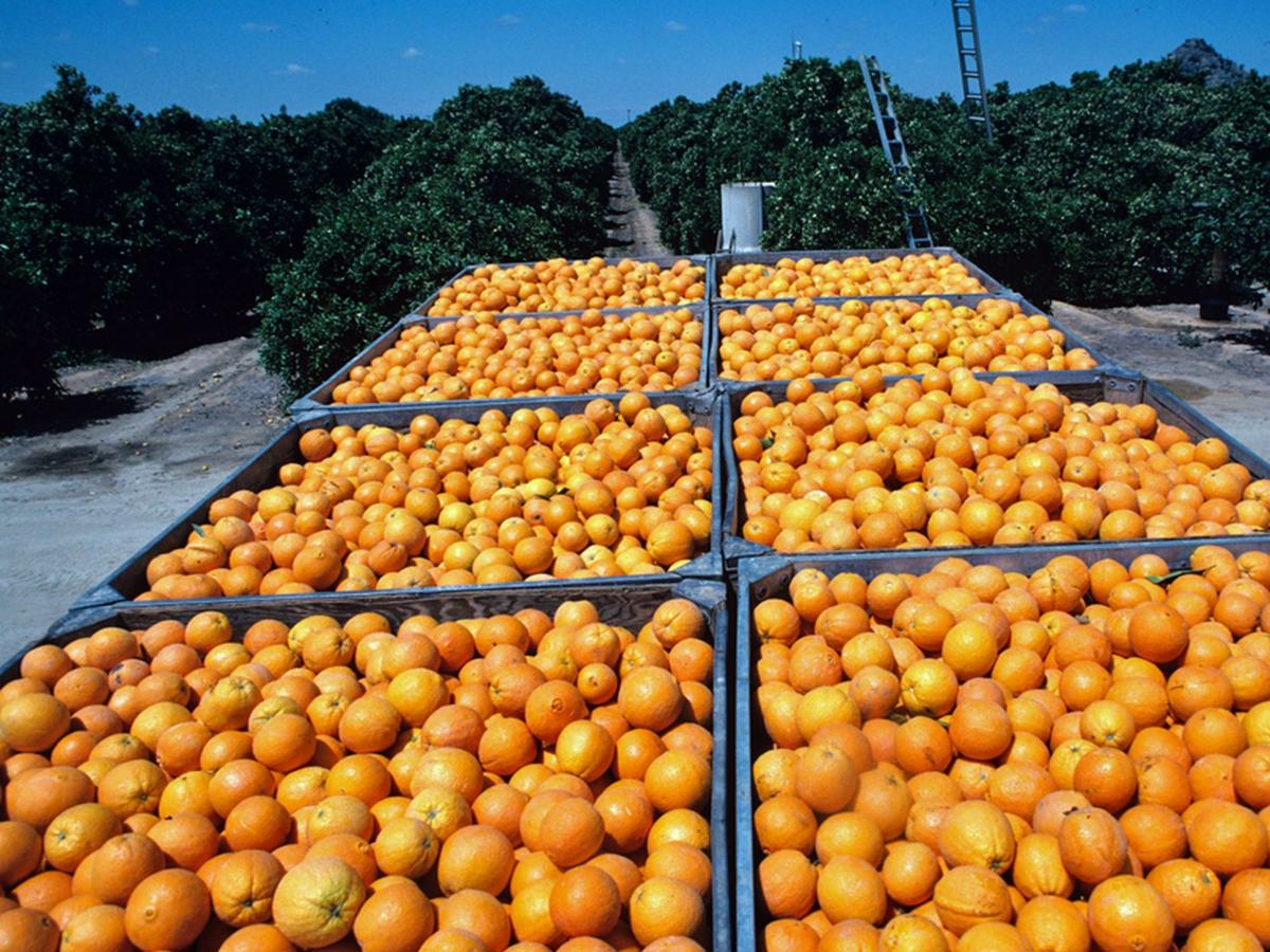 Citrus forecast coming back | Highlands News-Sun | yoursun.com