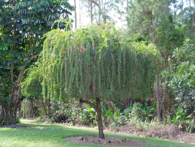 Weep no more — the weeping bottlebrush is here | News Archives ...