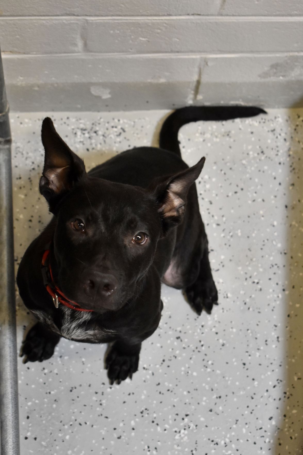 Puerto Rican dogs arrive in Port Charlotte | Charlotte Sun | yoursun.com