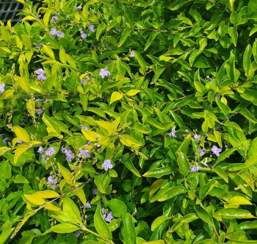 COLUMN: A top landscape plant – the golden dewdrop | Port Charlotte ...