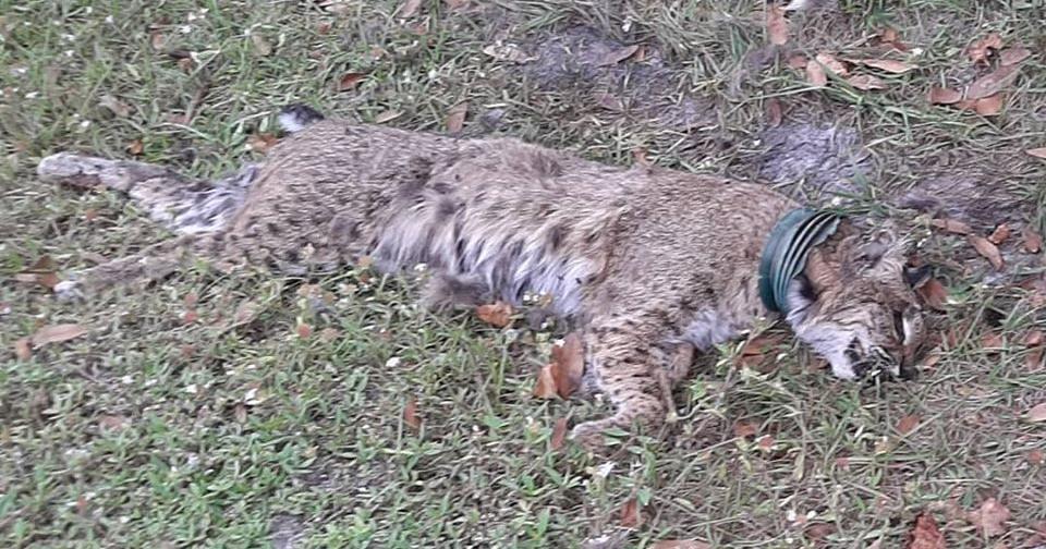 Dead bobcat with plastic 'collar' shocks family | The Daily Sun ...