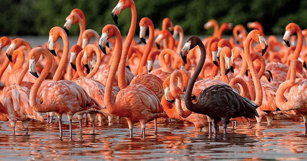 Black is beautiful: Melanistic birds are dark jewels of nature ...