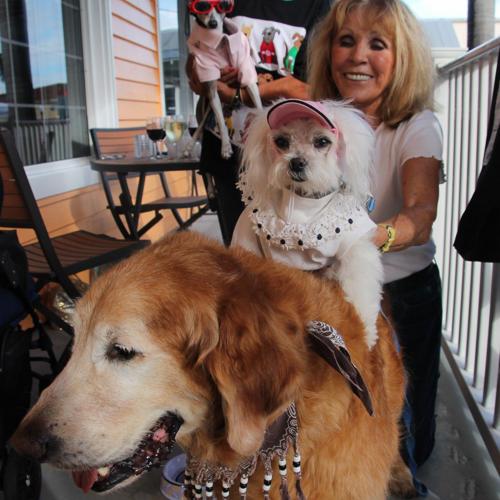 AWL benefits from Dog’s Night Out | News Archives | yoursun.com