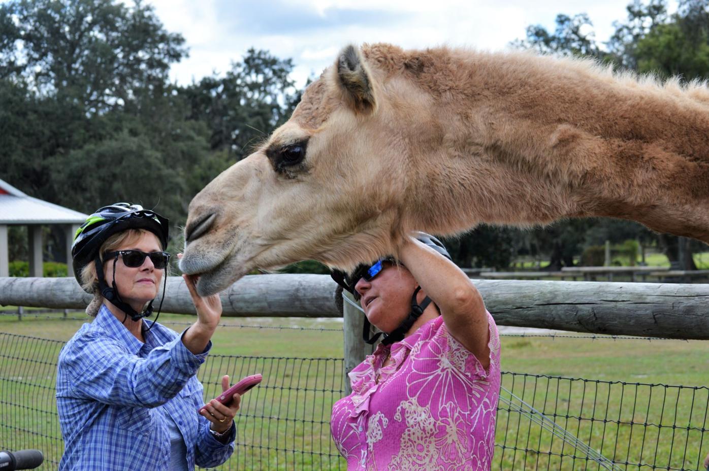Going on a safari at the Giraffe Ranch | Let's Go! | yoursun.com
