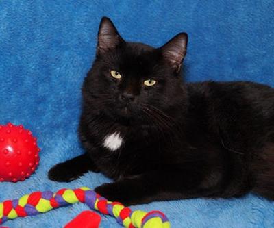 awl pet of the week | News Archives | yoursun.com