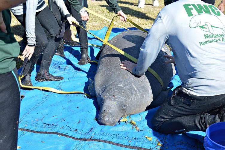'HANNAHTEE' UPDATE: Experts at SeaWorld 'optimistic' about manatee's ...