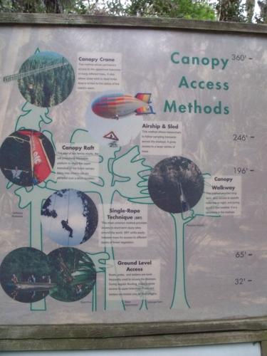 Take a walk through the canopy | News Archives | yoursun.com