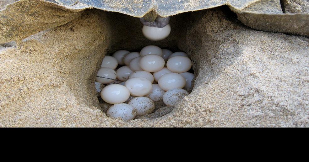 Couple plead guilty to smuggling turtle eggs | Waterline | yoursun.com