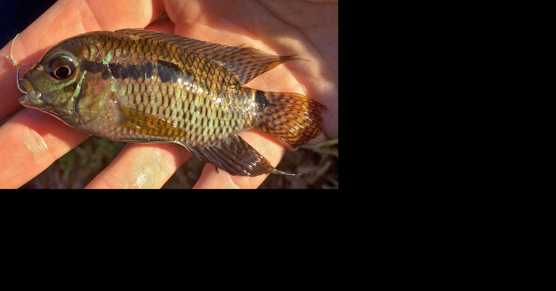 Have you seen this fish? | Waterline | yoursun.com