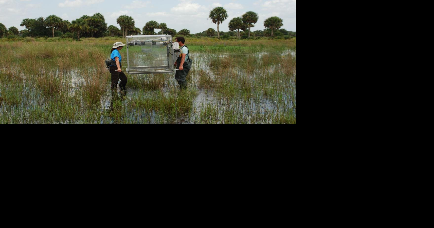 Archbold Agroecology: The research program at Buck Island Ranch ...