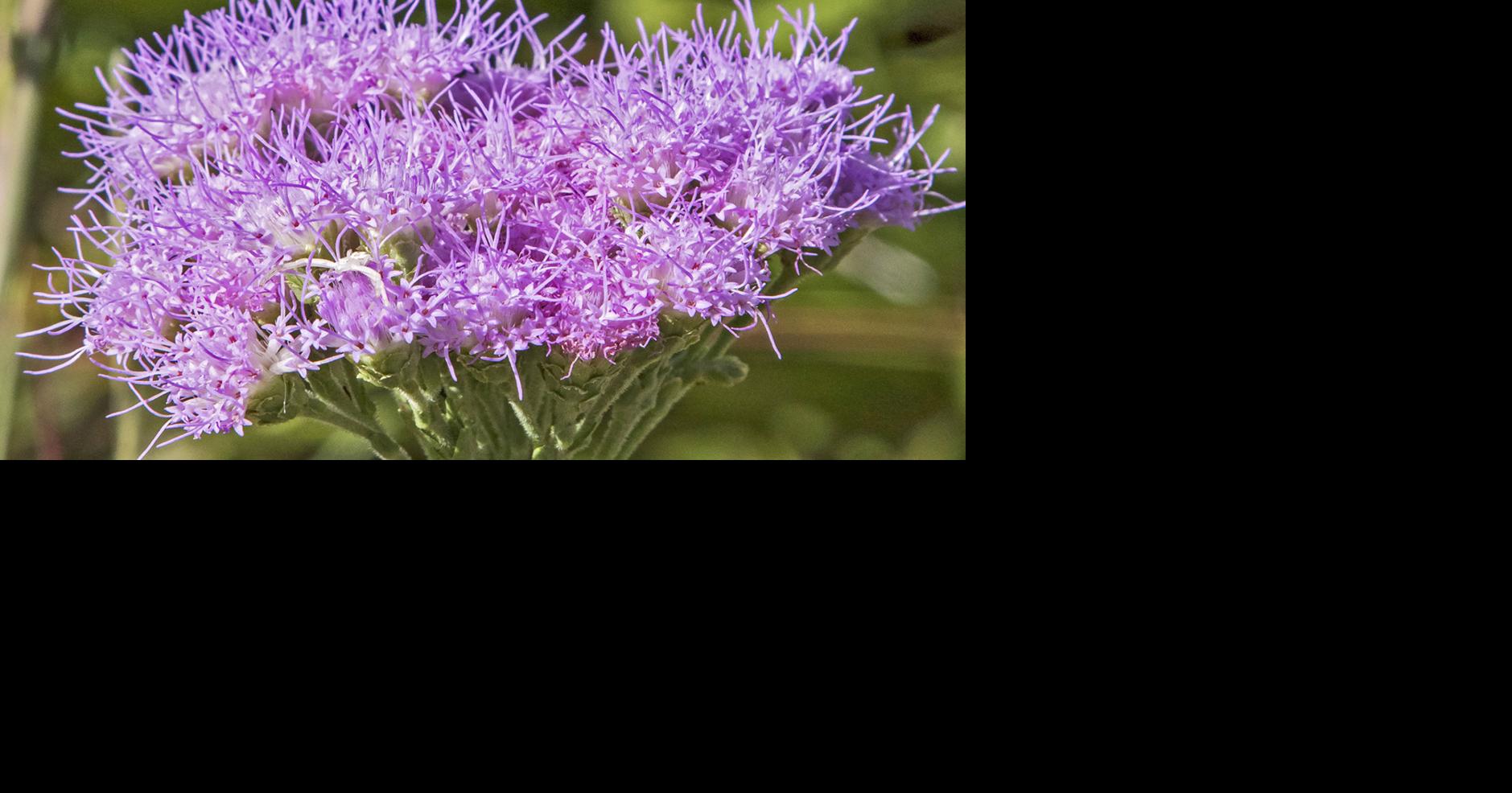 An artistic flower: The Florida paintbrush | Waterline | yoursun.com