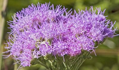 An artistic flower: The Florida paintbrush | Waterline | yoursun.com