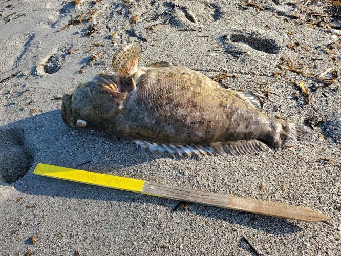 'Tons of dead fish' as red tide hits Englewood | Red Tide | yoursun.com