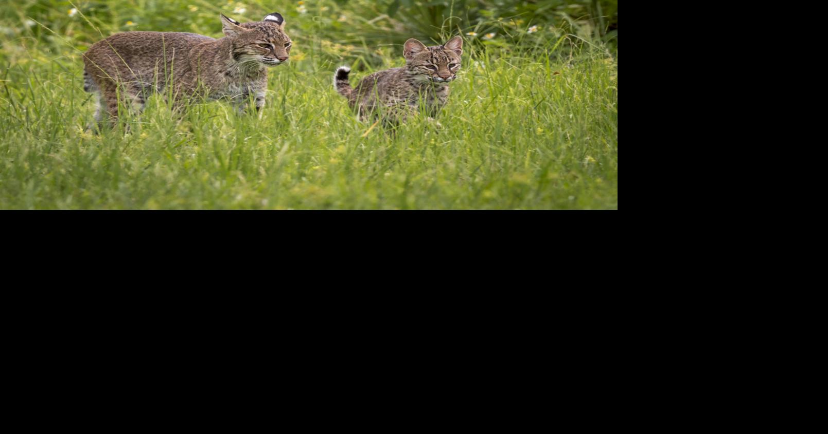 Beautiful bobcats abound | News Archives | yoursun.com