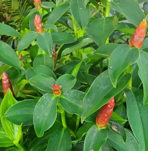 COLUMN: Red button ginger: cute as a button | Port Charlotte News ...