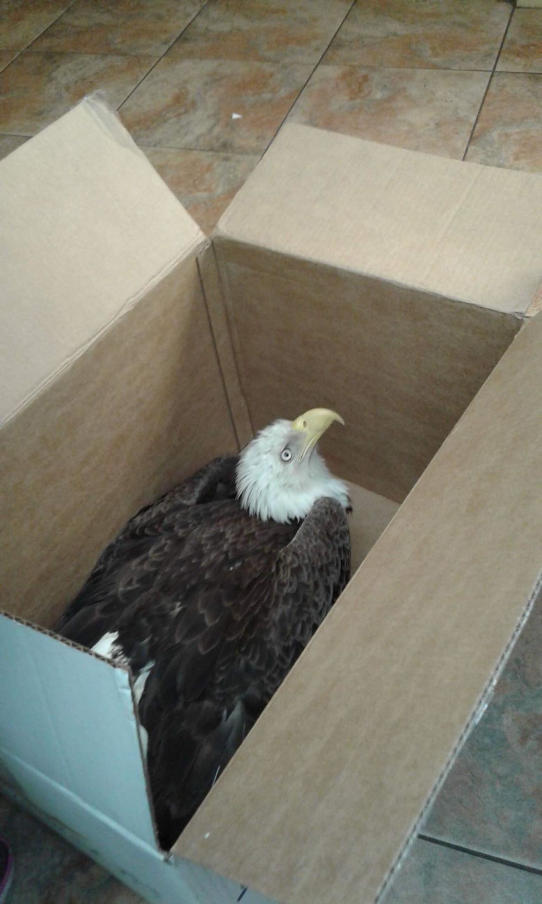 Bald eagle dies despite rescue efforts | News | yoursun.com