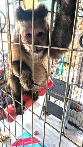 Owner thanks first responders for trying to save her monkey | Port ...