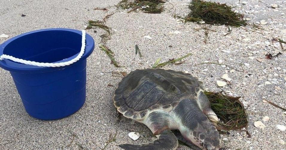 Red tide continues to kill marine animals | News Archives | yoursun.com