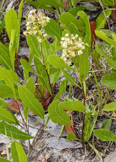 Strange fruit: Meet the gopher apple | Daily Break | yoursun.com