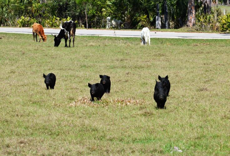 Riding a swamp buggy on the Babcock Ranch Eco-Tour | News Archives ...