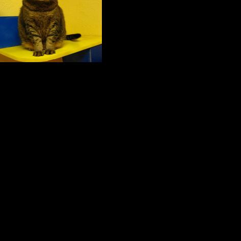 AWL pets of the week | News Archives | yoursun.com