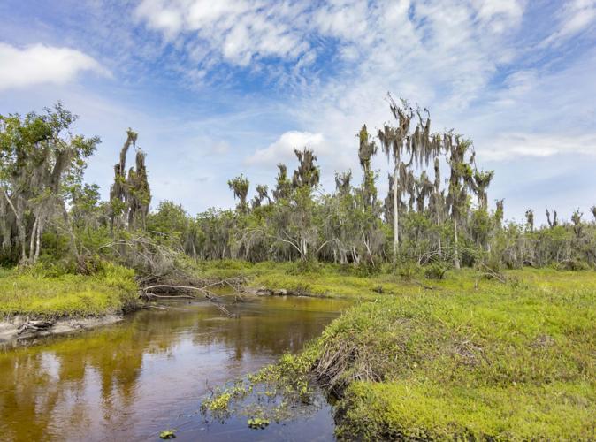 Volunteers sought for restoring Myakka region | News | yoursun.com