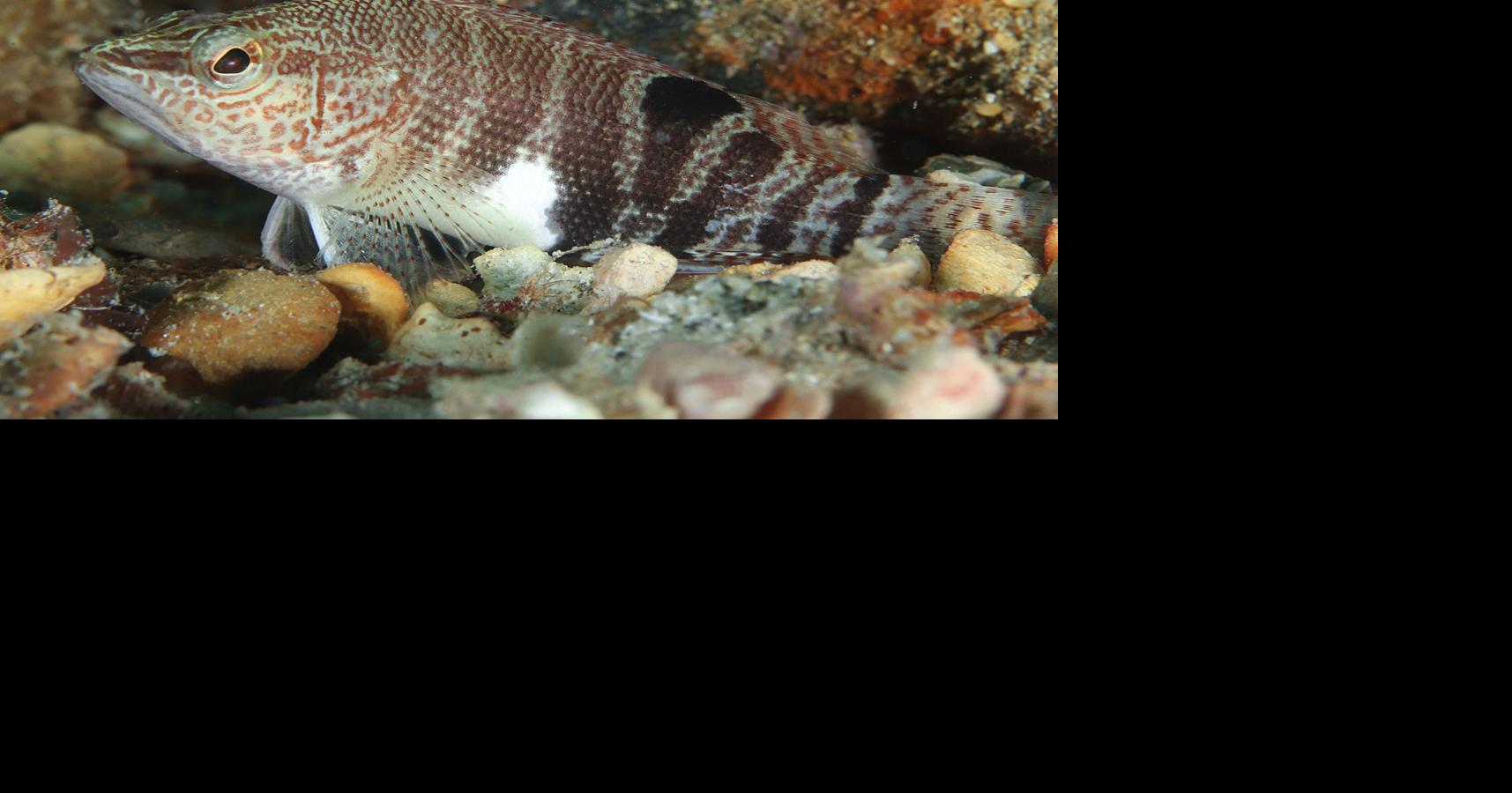 How many fish in the sea? | Waterline | yoursun.com