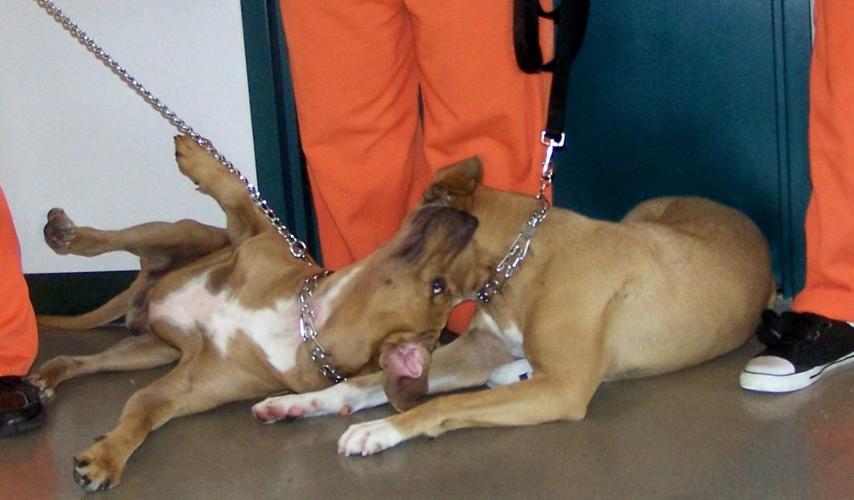 Cell dogs — changing lives, saving lives | News Archives | yoursun.com