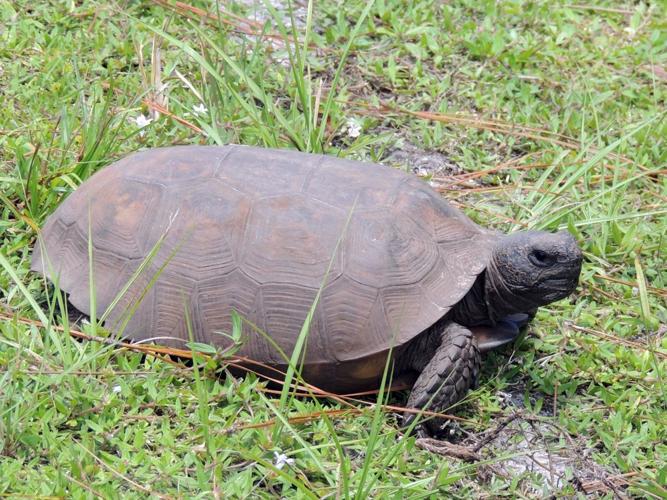 Gopher tortoise burrows force intersection closure | News Archives ...
