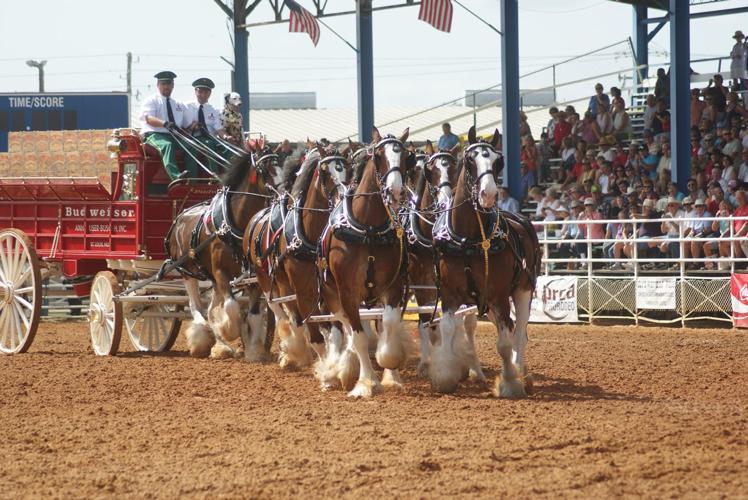 Arcadia rodeo wraps up today | News Archives | yoursun.com