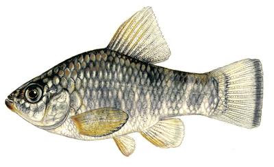 fish profile • sheepshead minnow | Waterline | yoursun.com