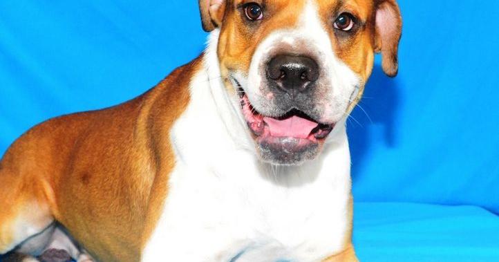 AWL Pet of the Week | News Archives | yoursun.com