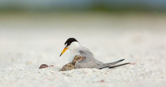 Waterbird nesting season begins | News | yoursun.com