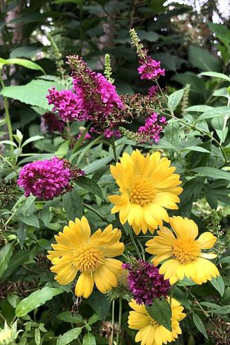 Lo & Behold the Ruby Chip butterfly bush produces nonstop blooms ...