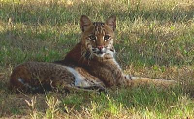 Bobcat makes an appearance | News Archives | yoursun.com