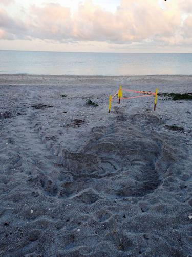 Gulf beaches seeing turtle, bird nesting | News | yoursun.com